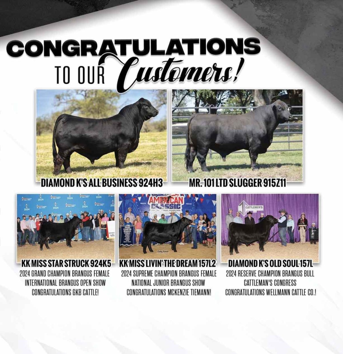Sales – Diamond K Show Cattle