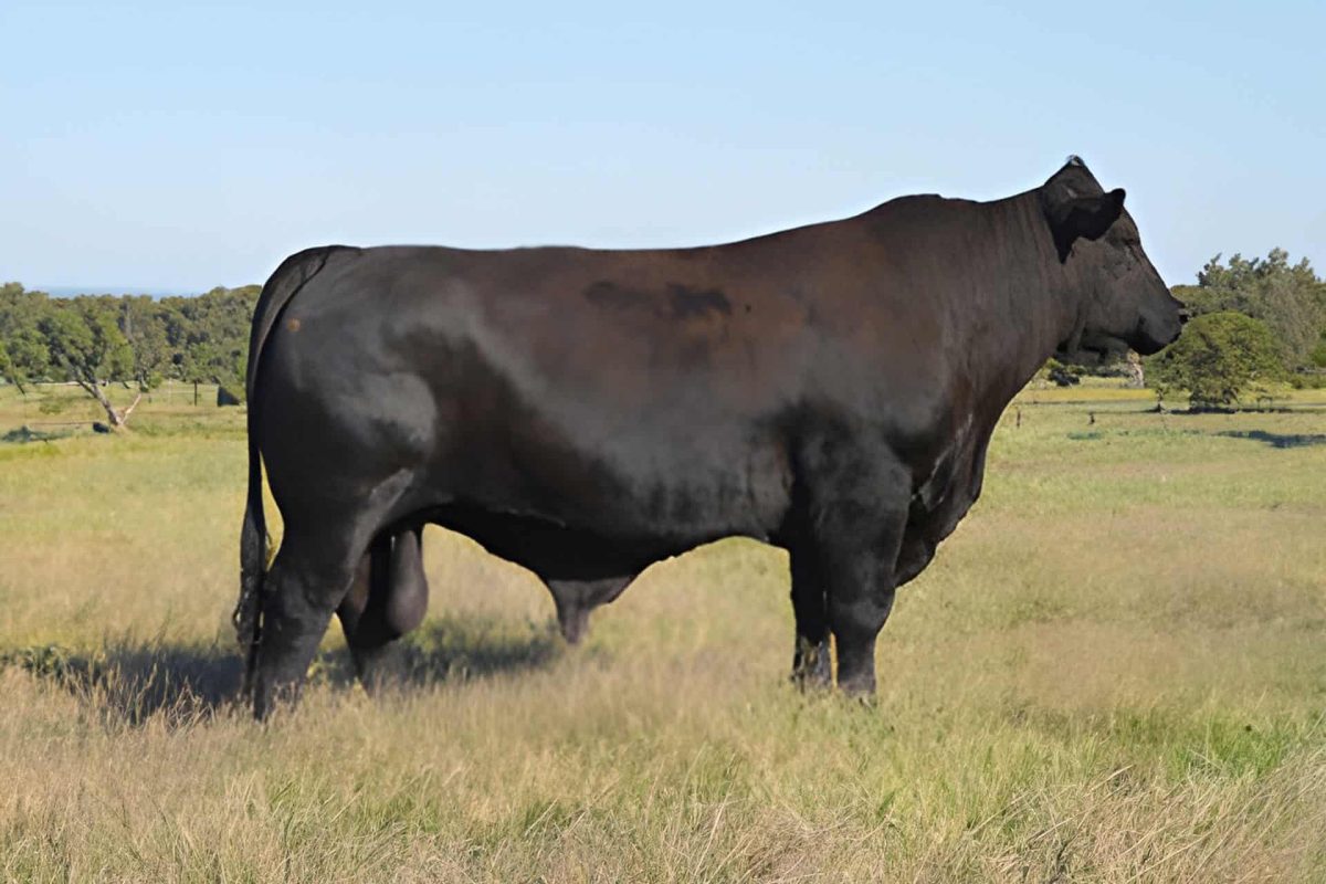 Herd Sires – Diamond K Show Cattle