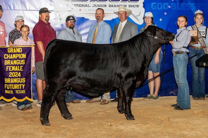 Champions – Diamond K Show Cattle