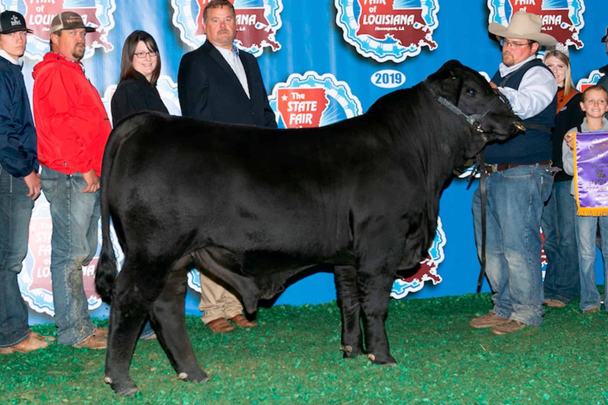 Champions – Diamond K Show Cattle
