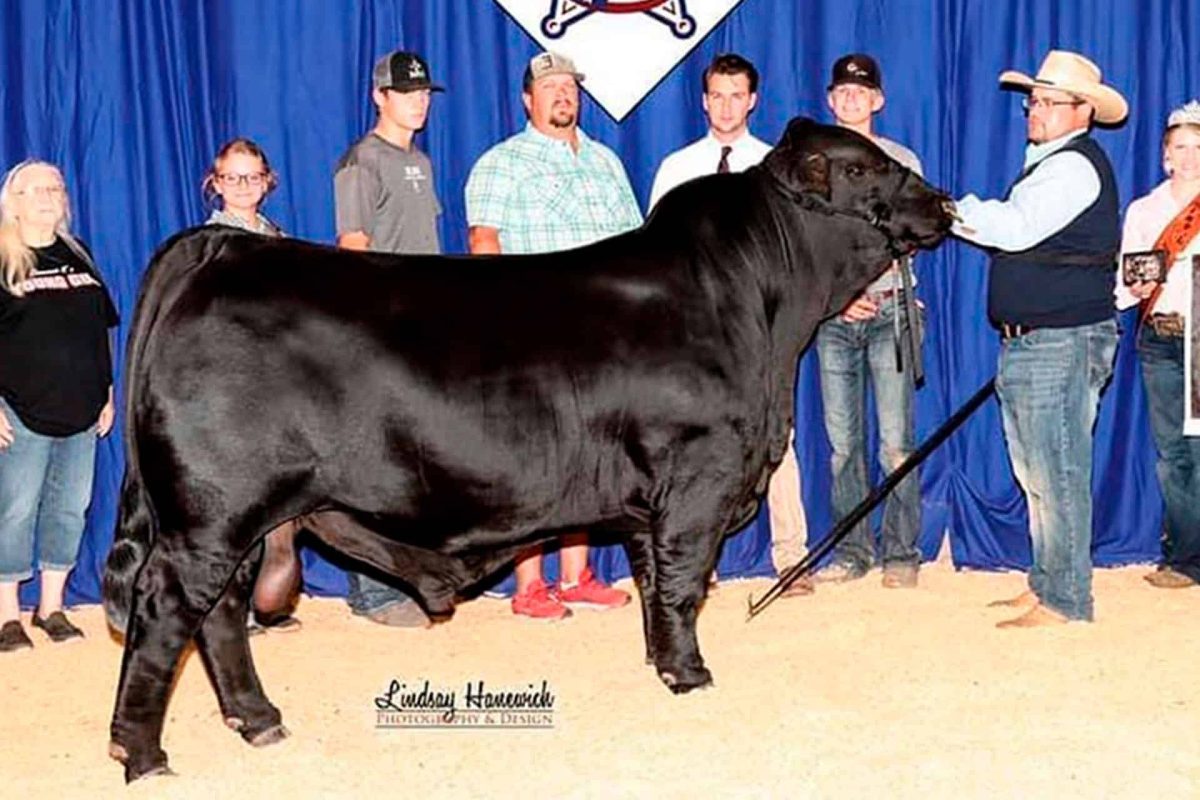 Champions – Diamond K Show Cattle