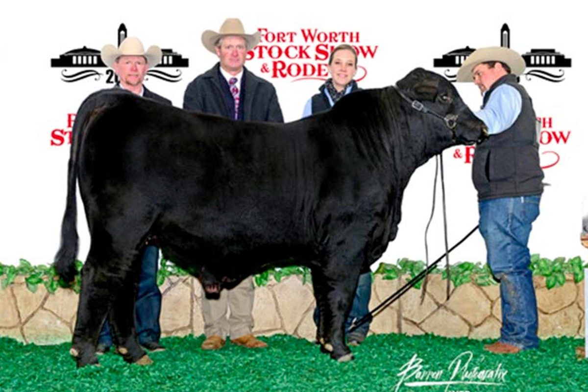 Champions – Diamond K Show Cattle