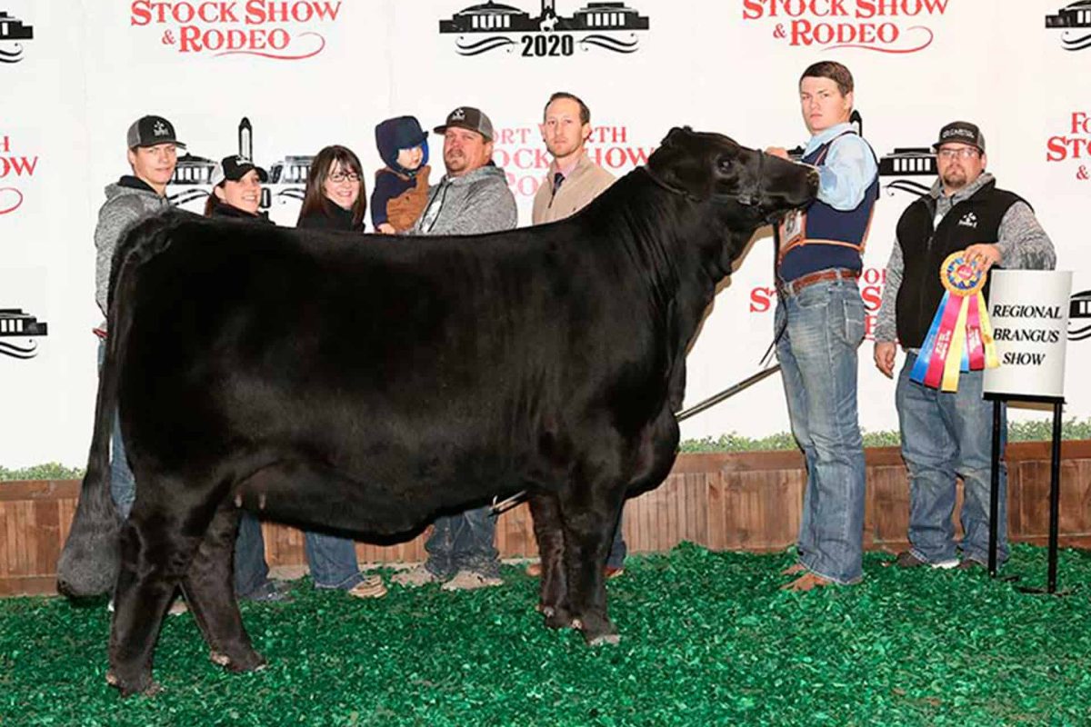 Champions – Diamond K Show Cattle