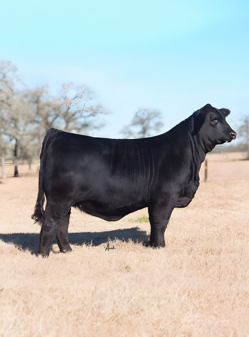 Donors – Diamond K Show Cattle